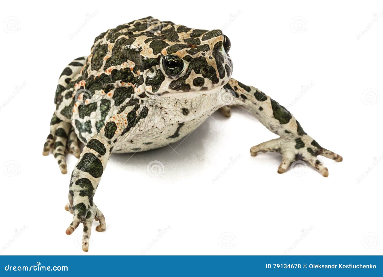Hoptoad Isolated On White Studio Background Royalty-Free Stock ...