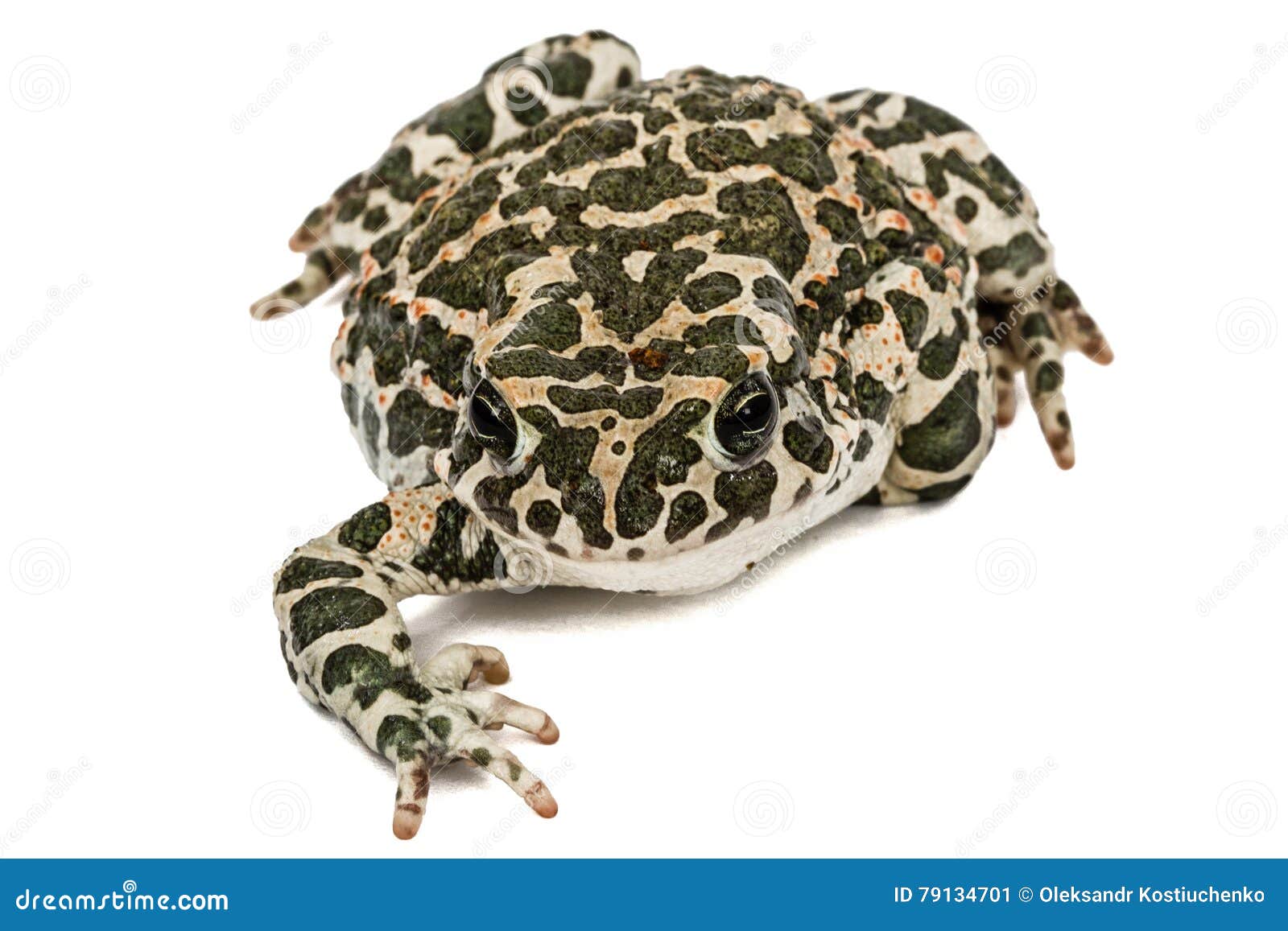 Toad Green, Lat. Bufo Viridis, Isolated On White Background Royalty ...