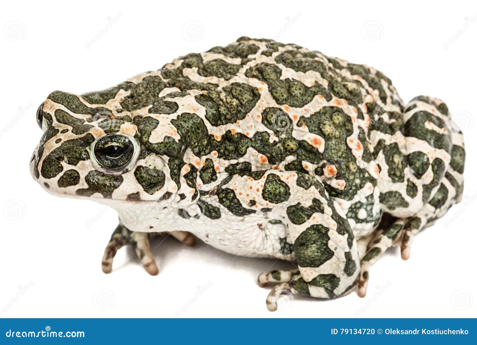 Toad Green, Lat. Bufo Viridis, Isolated On White Background Royalty ...