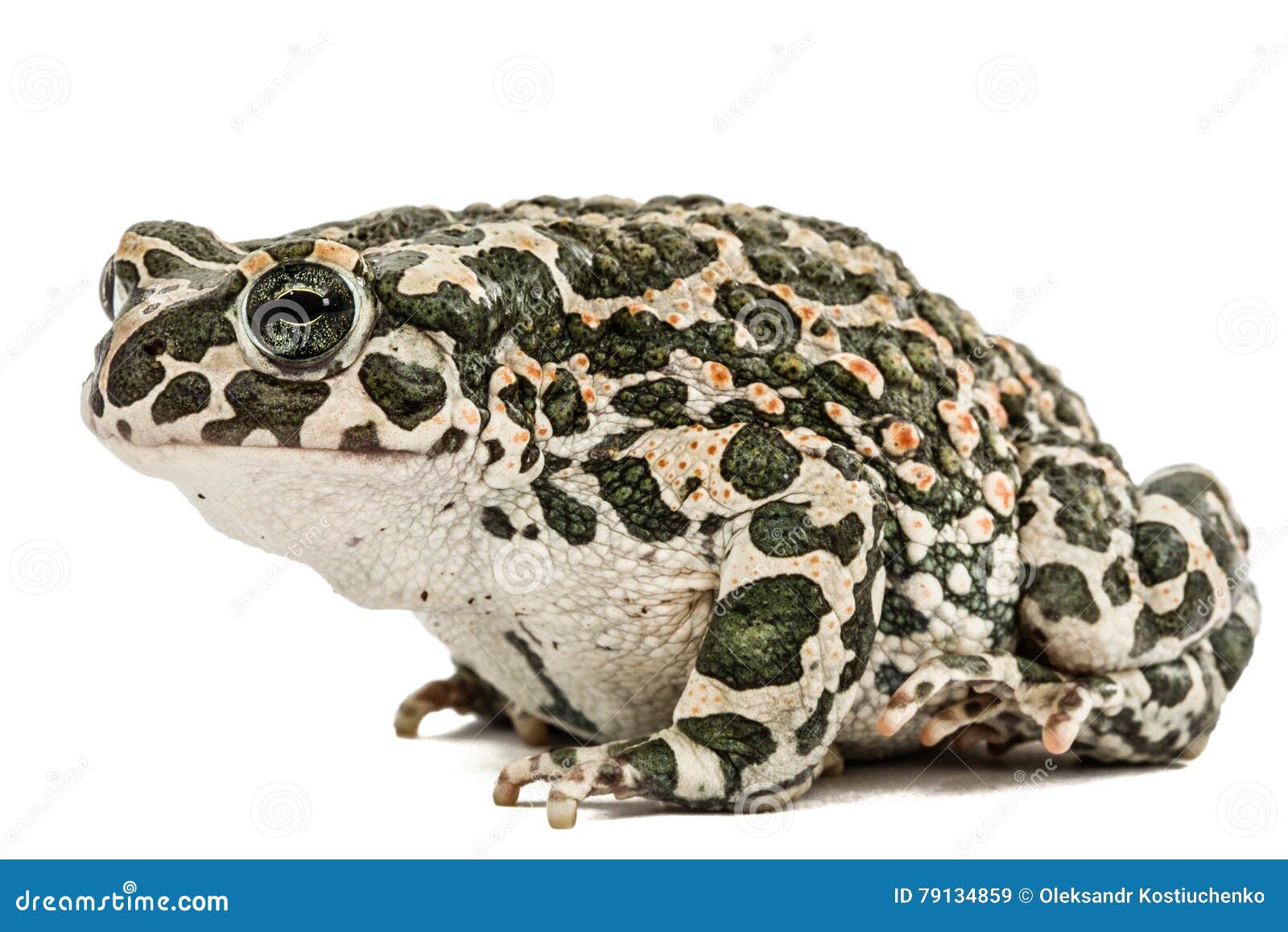 Hoptoad Isolated On White Studio Background Royalty-Free Stock ...