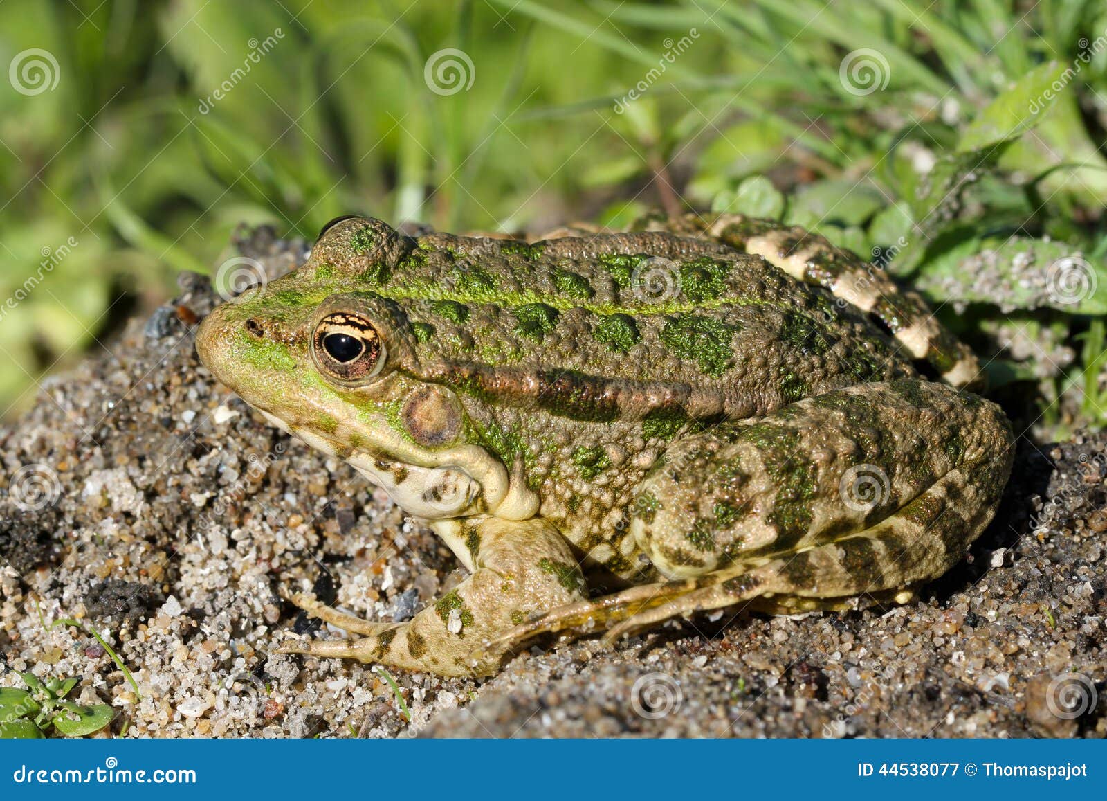 Toad stock image. Image of macro, skin, marshes, toad - 44538077