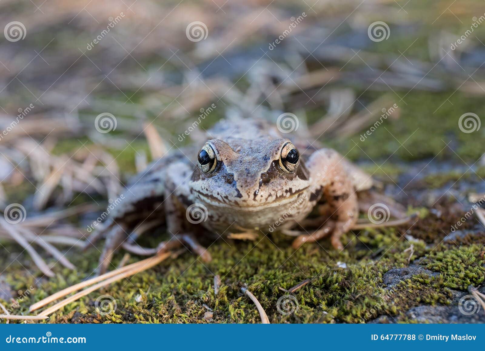 Toad on green moss stock photo. Image of wildlife, forest - 64777788