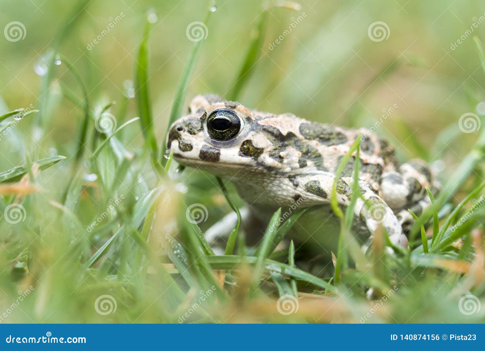 Toad green stock photo. Image of nature, wildlife, environment - 140874156