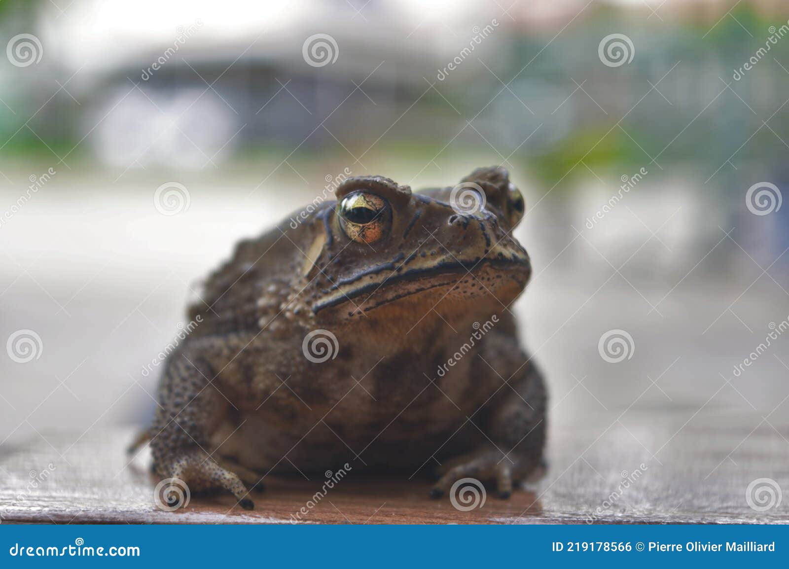 The toad on the road stock photo. Image of animal, nature - 219178566