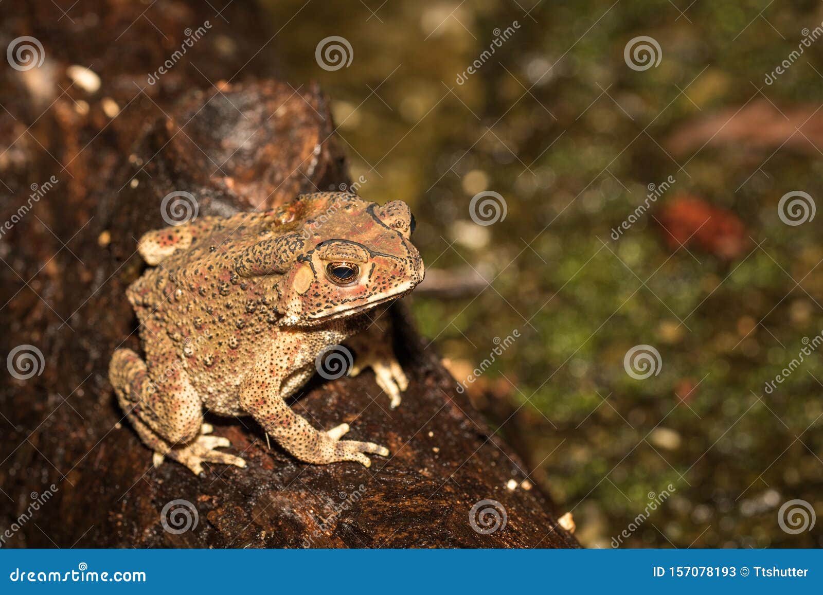 Toad on ground stock image. Image of gravel, outdoor - 157078193