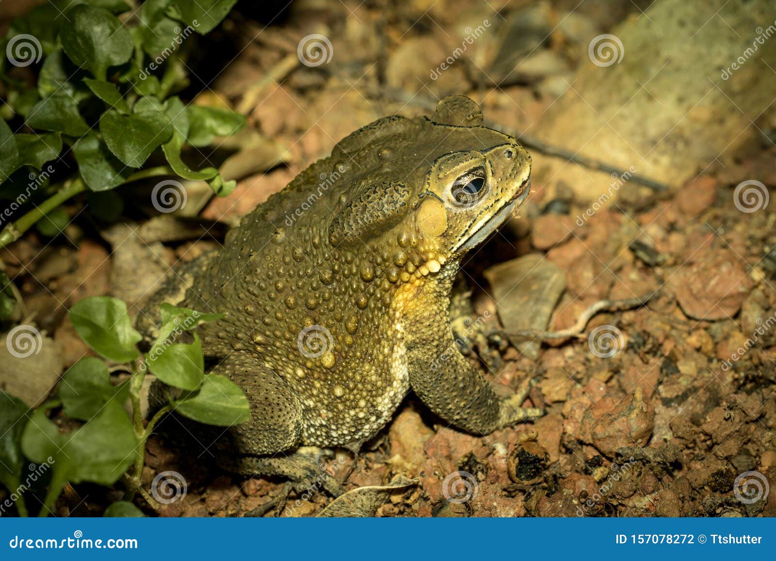 Toad on ground stock photo. Image of ecology, natural - 157078272