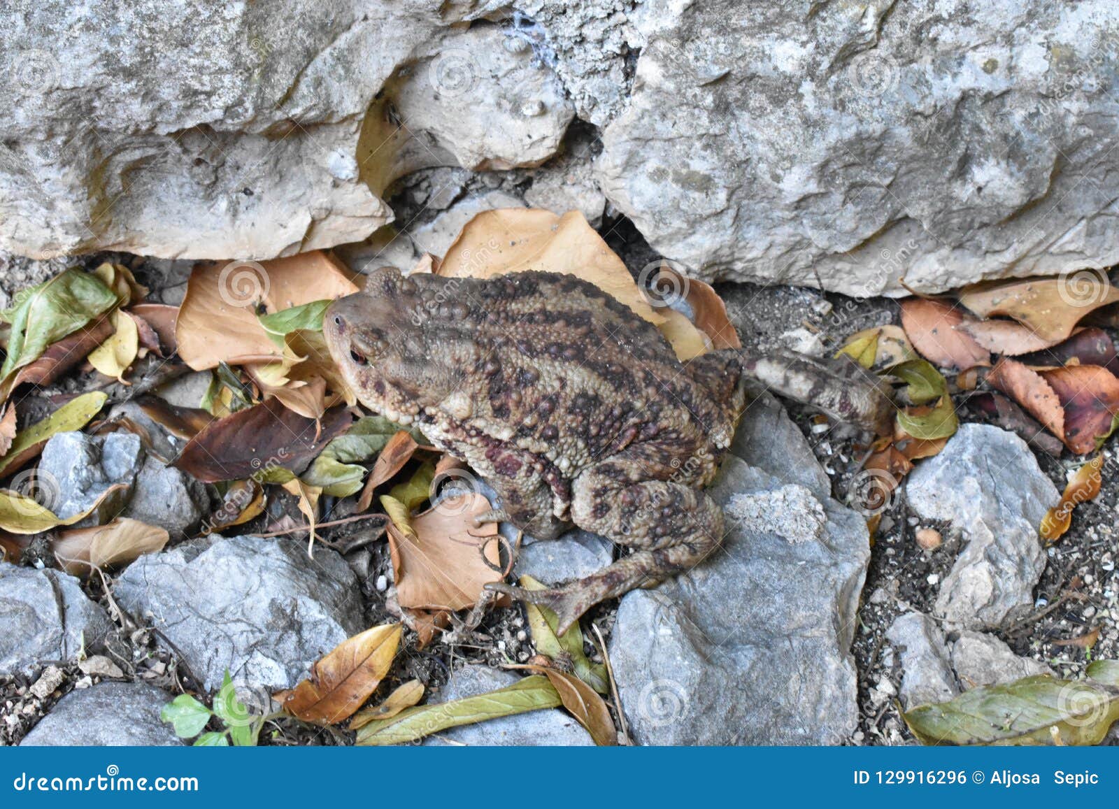 The Toad on the Ground in the Shadow Stock Photo - Image of fish ...