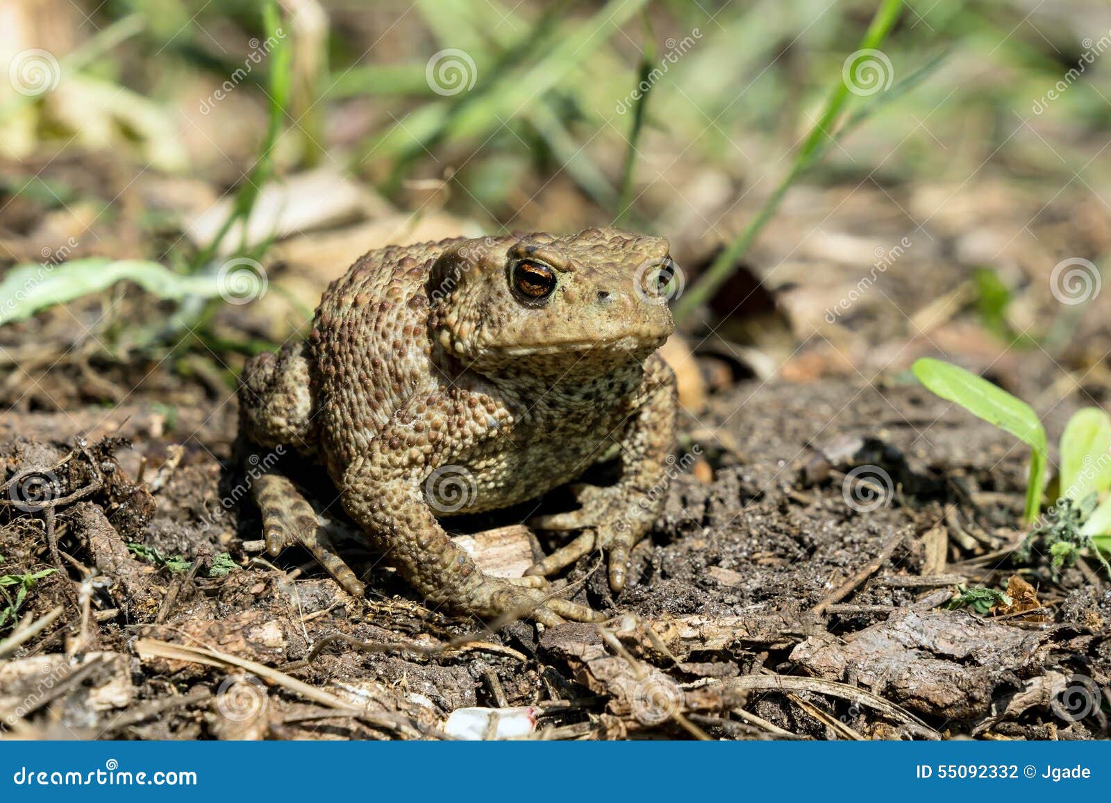 Toad on the ground stock photo. Image of wildlife, brown - 55092332