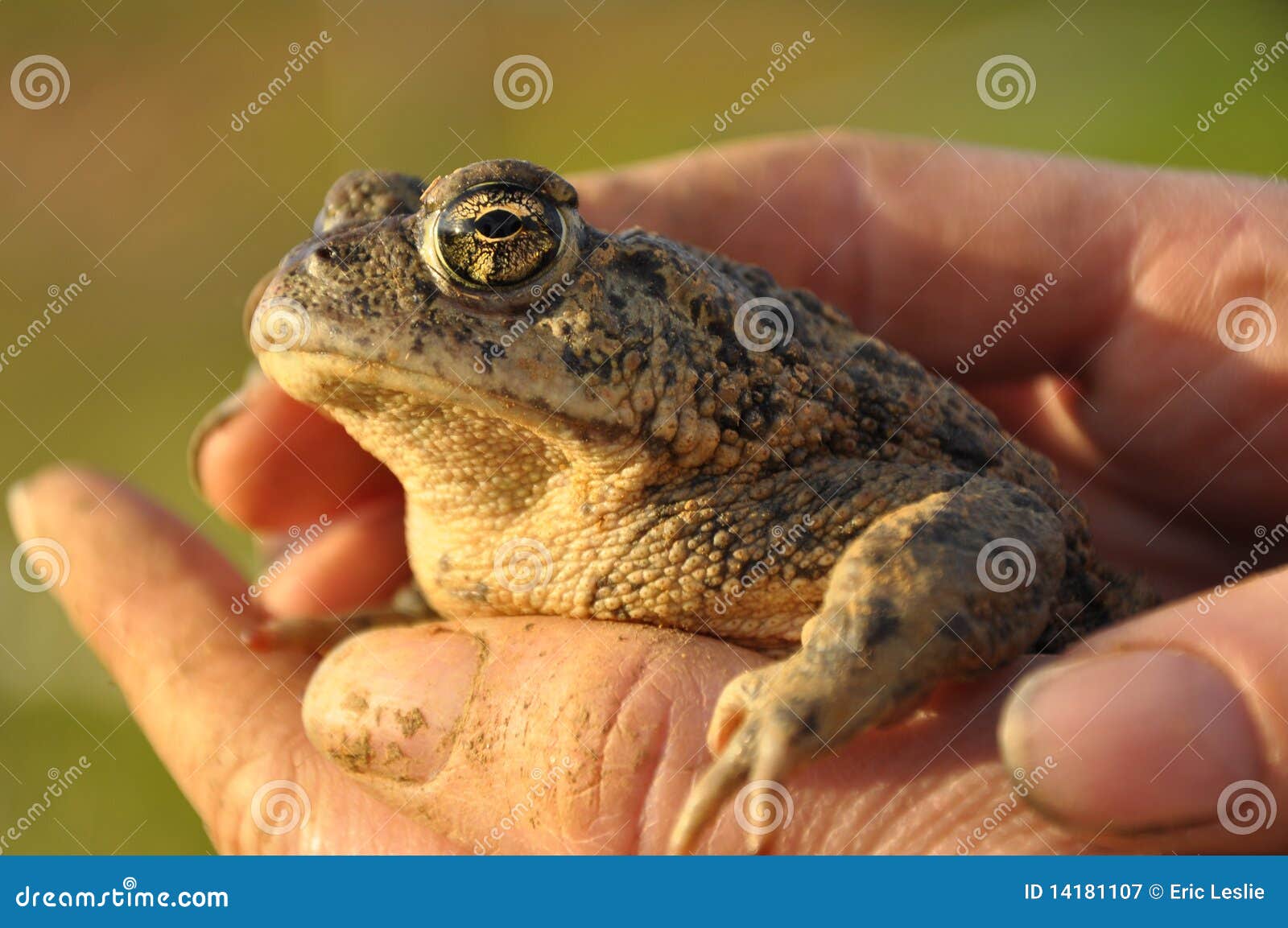 Toad in Hand stock image. Image of toad, green, hands - 14181107