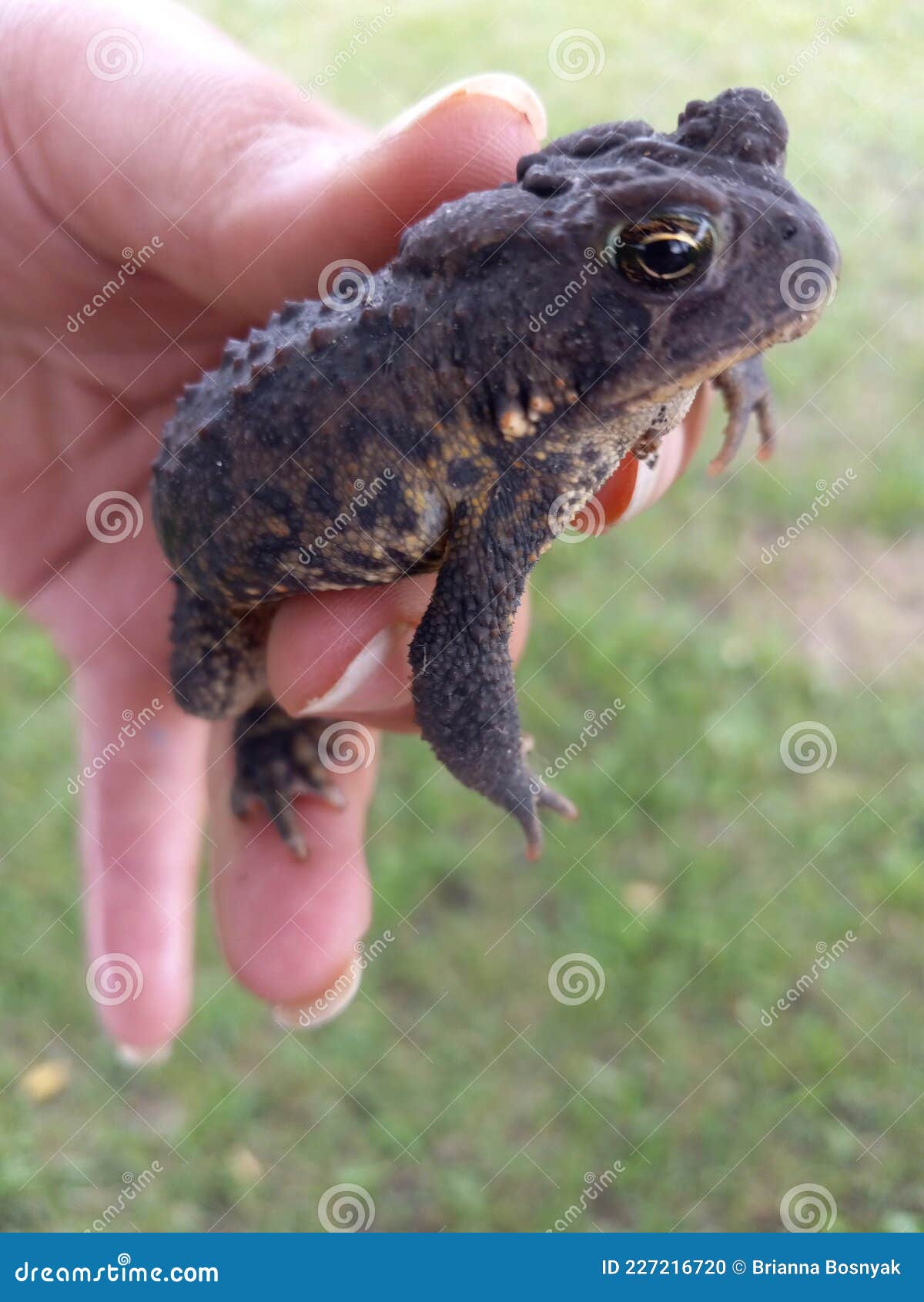 Toad in hand stock photo. Image of black, brown, toad - 227216720