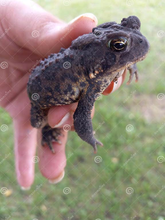 Toad in hand stock photo. Image of black, brown, toad - 227216720