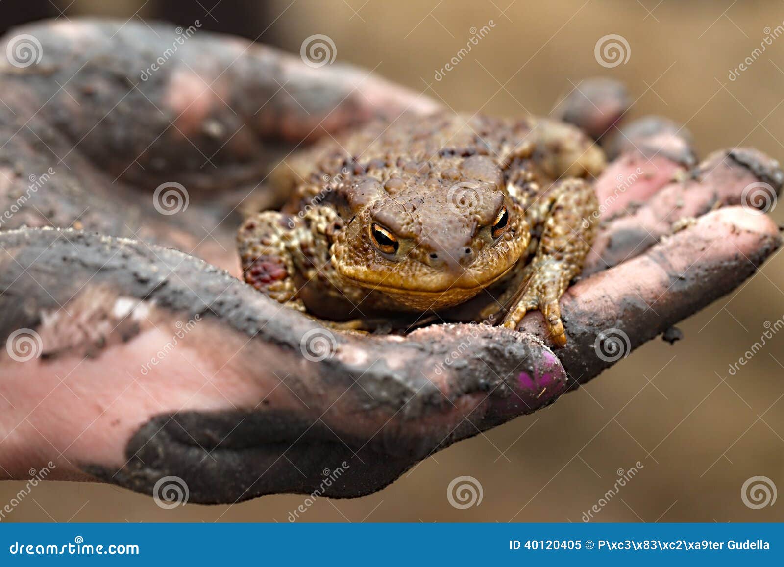 Toad in hand stock image. Image of slippery, environment - 40120405