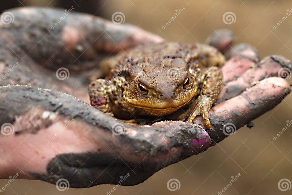 Toad in hand stock image. Image of slippery, environment - 40120405