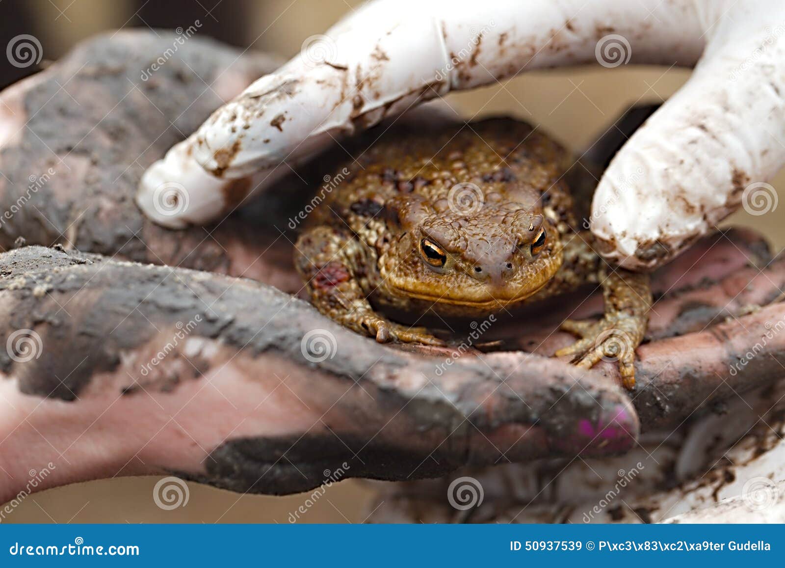 Toad in hand stock image. Image of human, animal, hand - 50937539