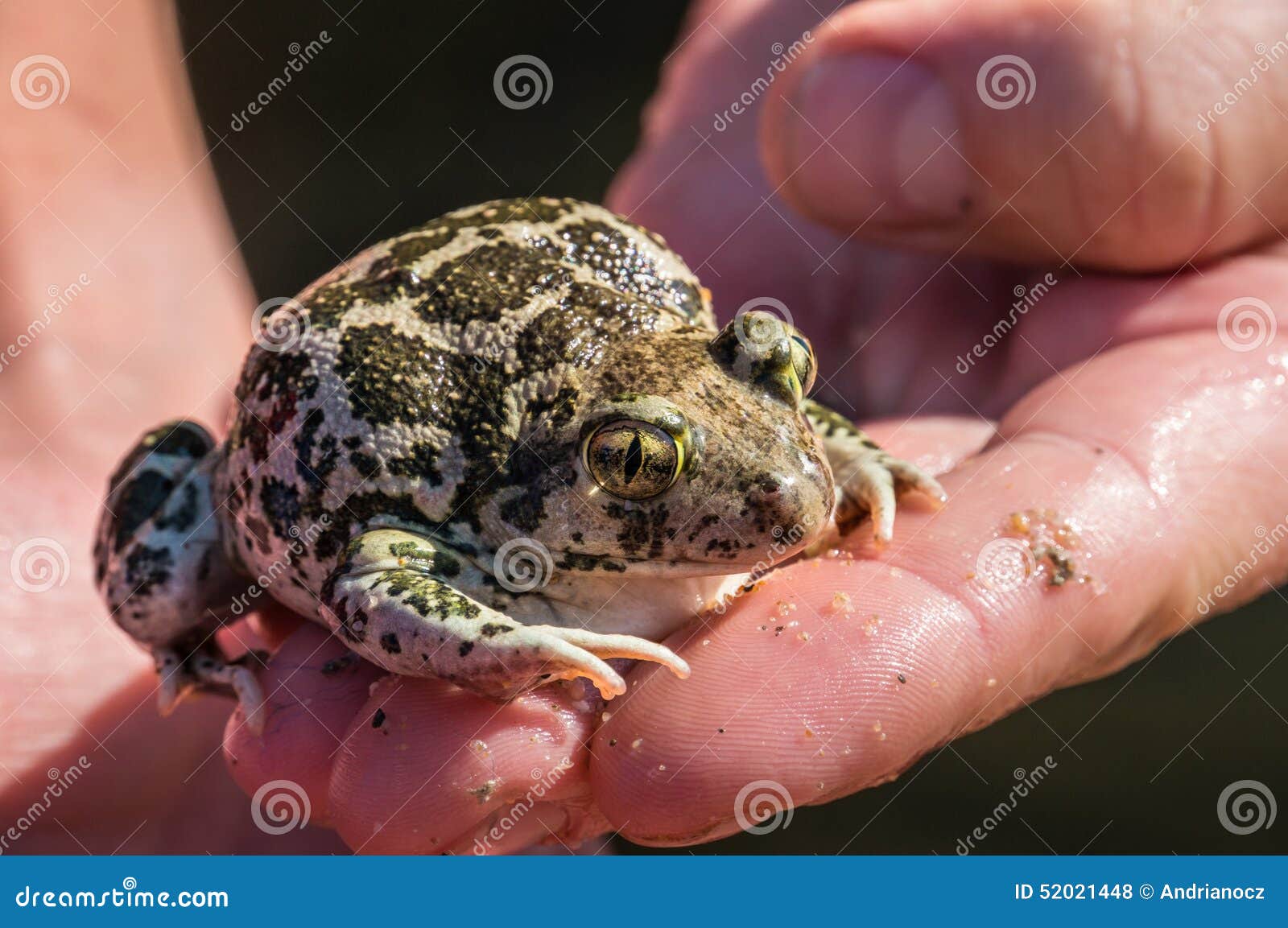 Toad on hand stock photo. Image of macedonia, body, closeup - 52021448