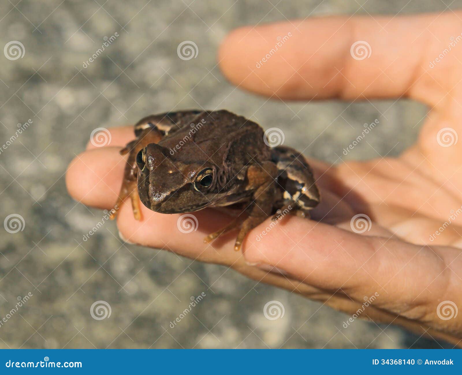 Toad on a hand stock photo. Image of fauna, frog, hand - 34368140