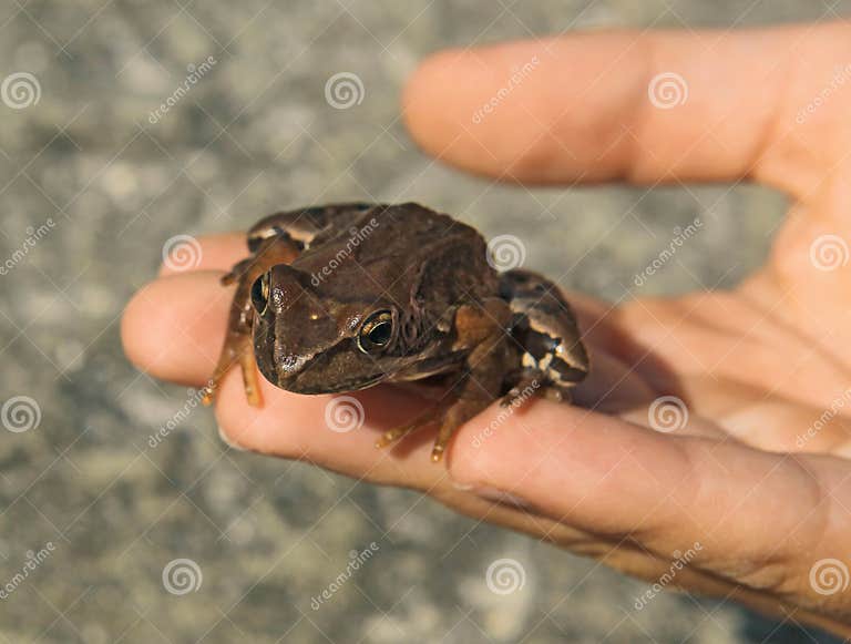 Toad on a hand stock photo. Image of fauna, frog, hand - 34368140