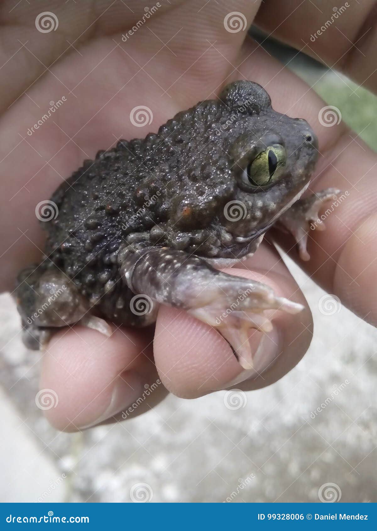 Toad in the hand stock photo. Image of spurs, cultripes - 99328006