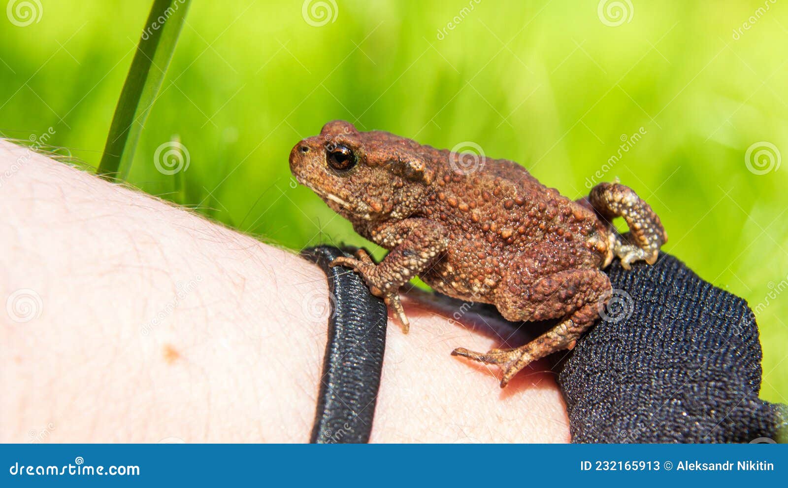 Toad on the hand in summer stock image. Image of anuran - 232165913