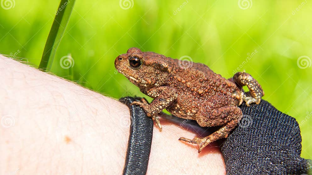 Toad on the hand in summer stock image. Image of anuran - 232165913