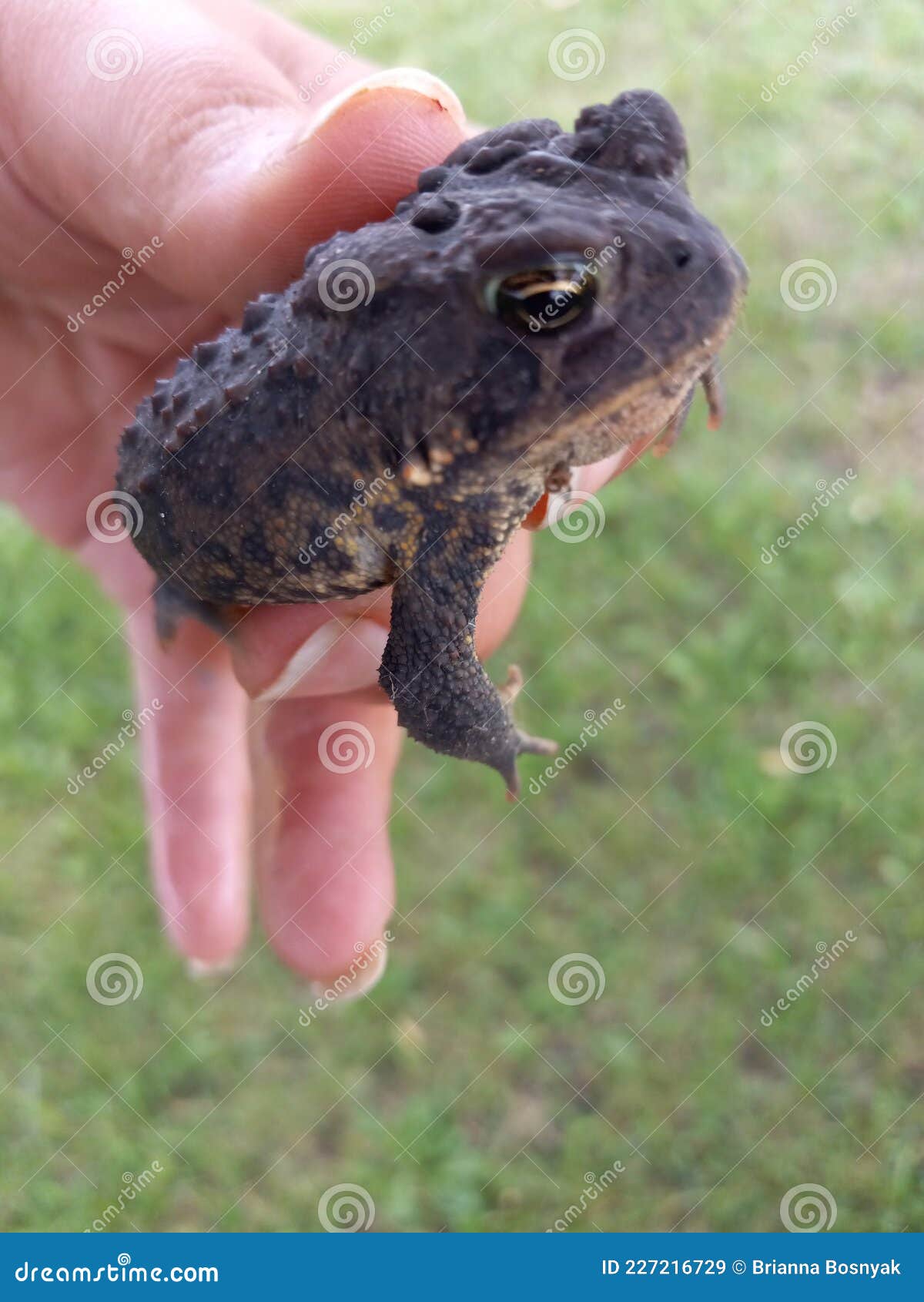 Toad in hand stock image. Image of toad, brown, hand - 227216729