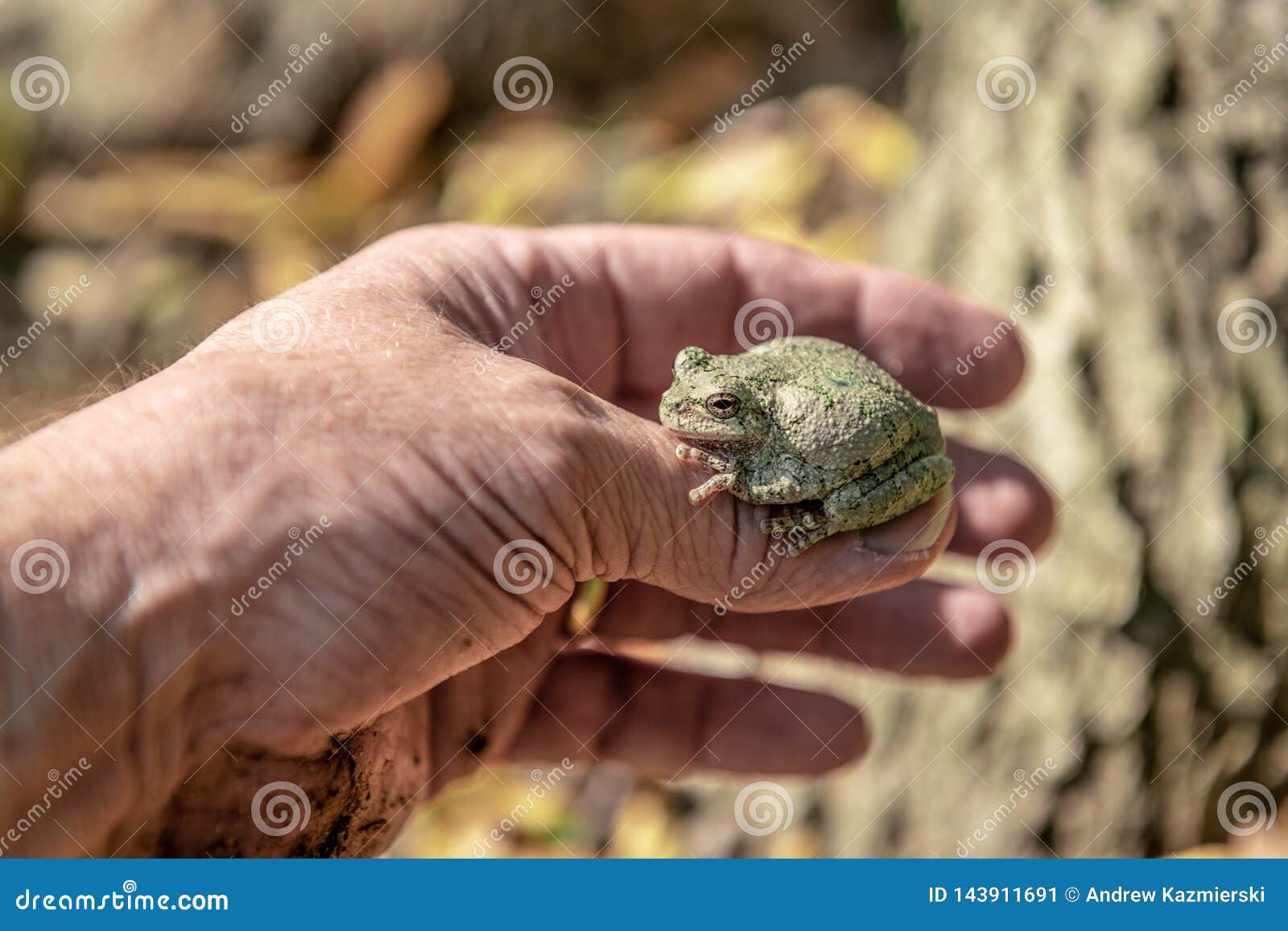 Toad in Hand stock image. Image of frog, wildlife, amphibian - 143911691