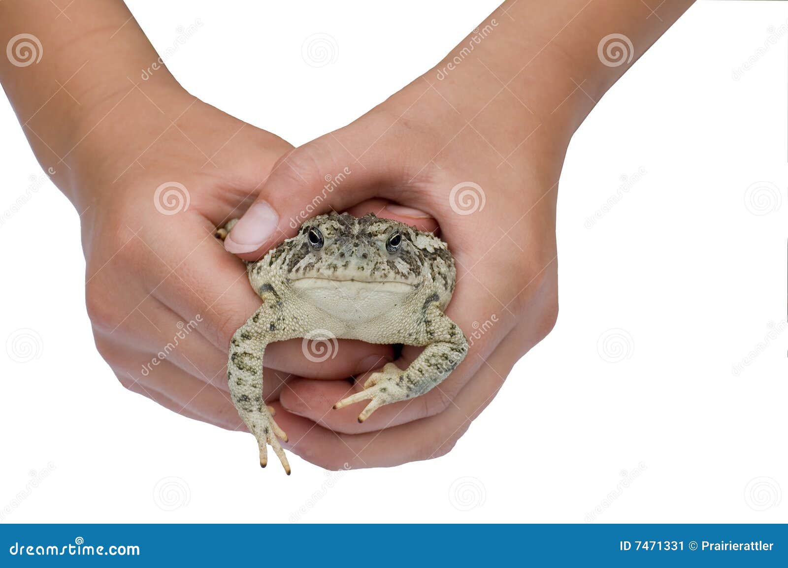Toad in Hands Isolated stock image. Image of warts, frog - 7471331