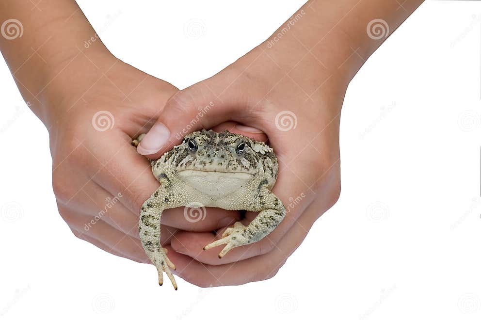 Toad in Hands Isolated stock image. Image of warts, frog - 7471331