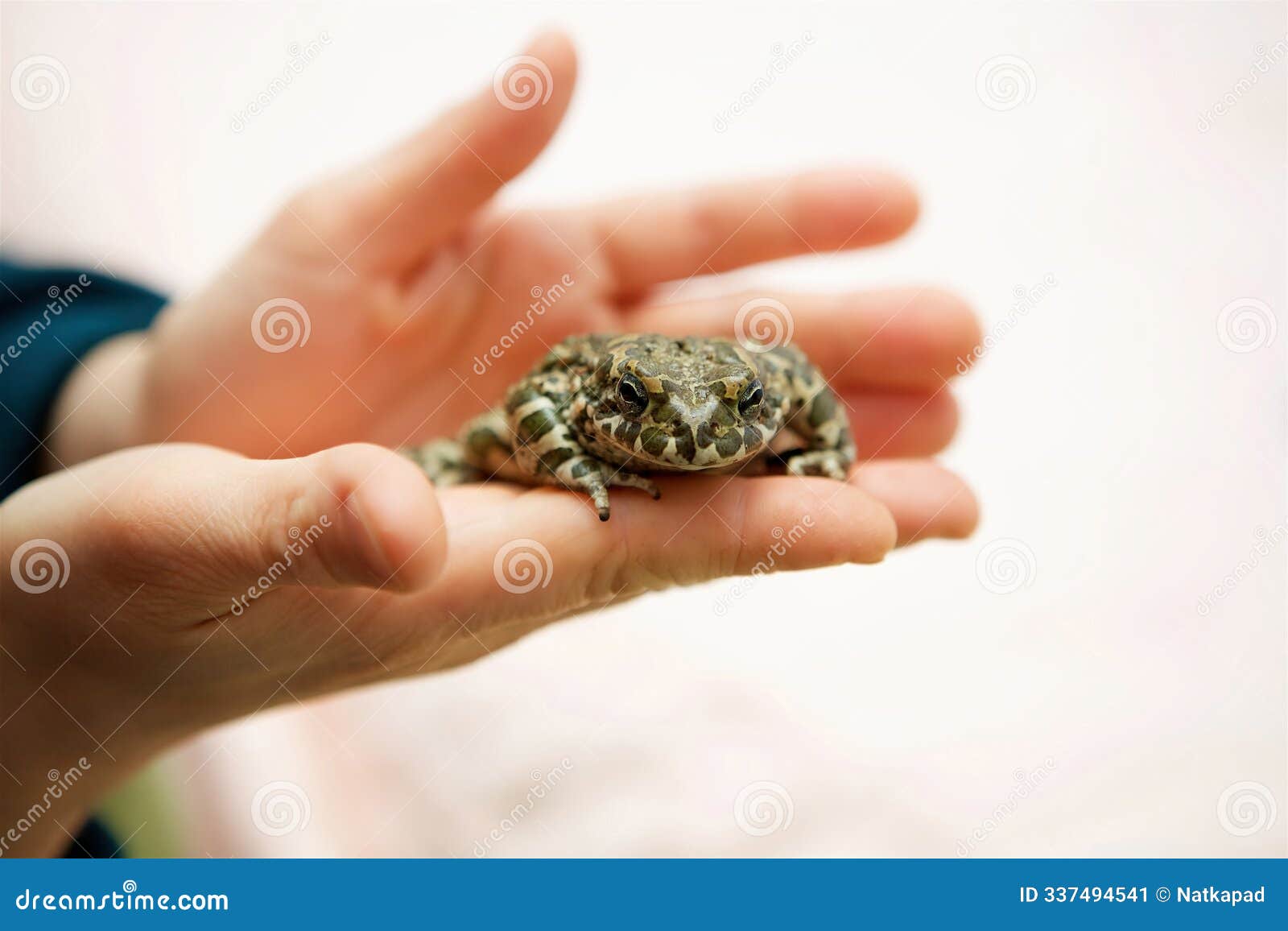 A Toad in the Hands of a Man. the Study of Amphibian Animals Stock ...