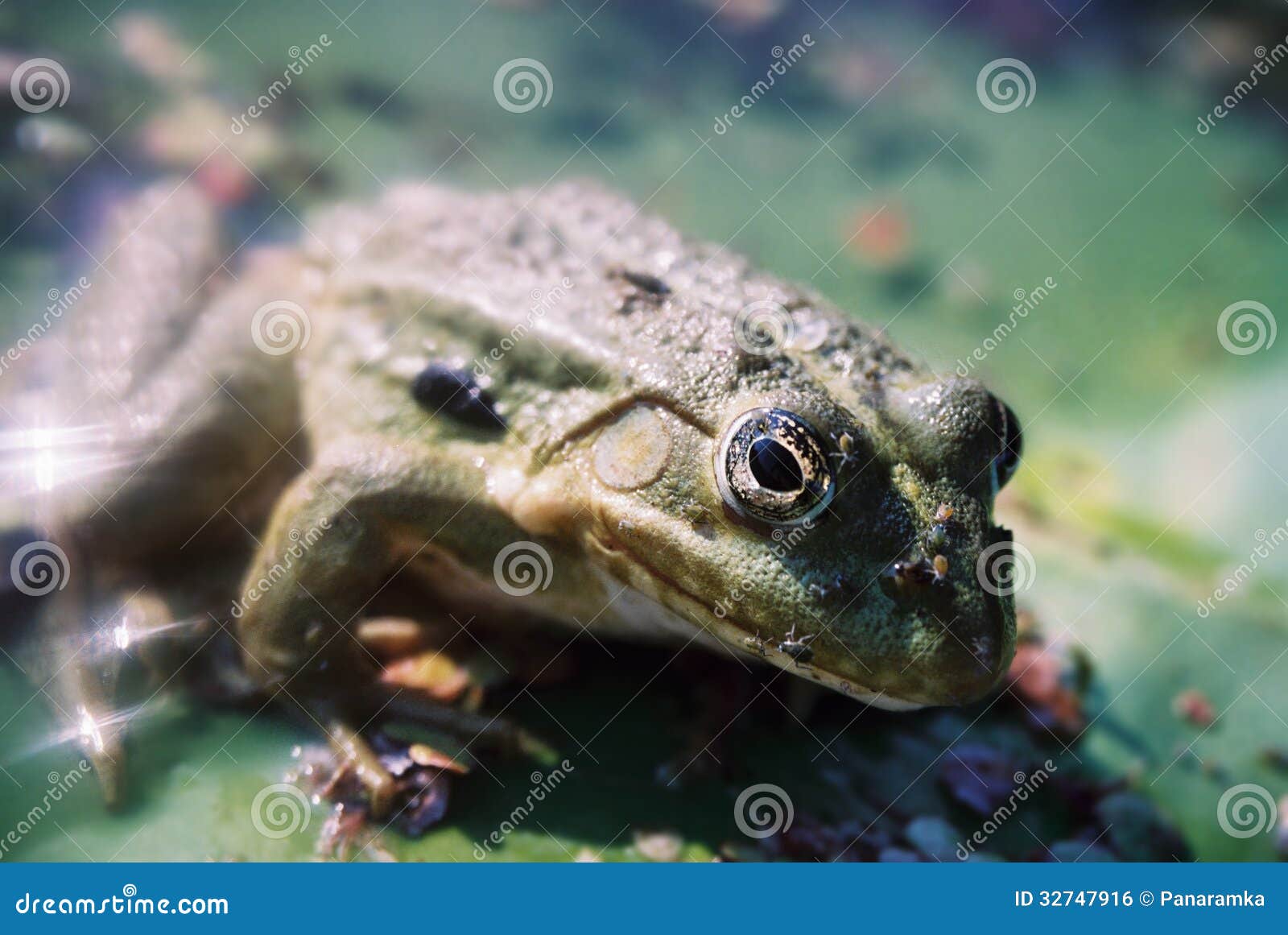 Toad happily sitting stock photo. Image of face, mouth - 32747916
