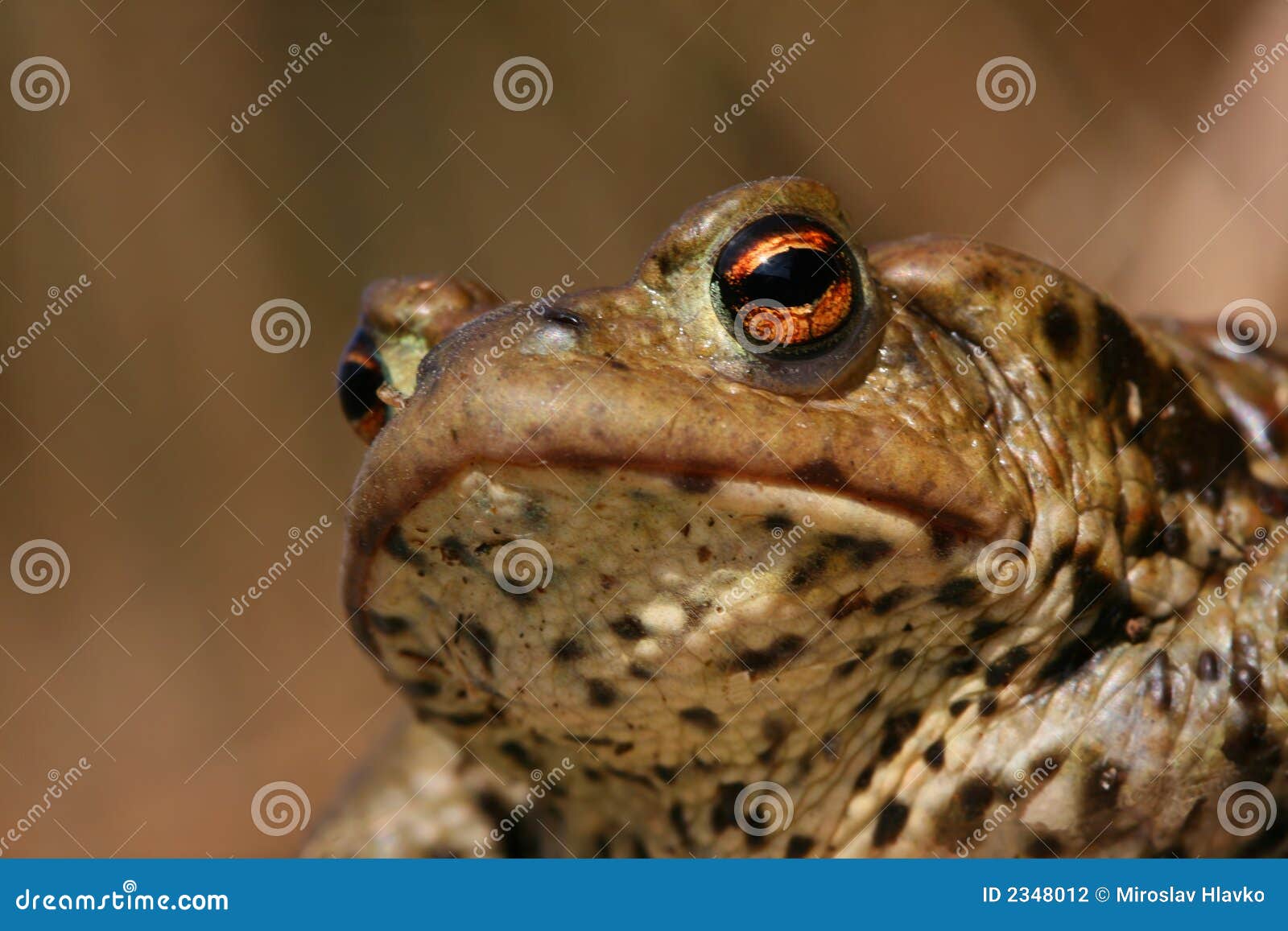 Toad head stock photo. Image of amphibian, frog, buffalo - 2348012