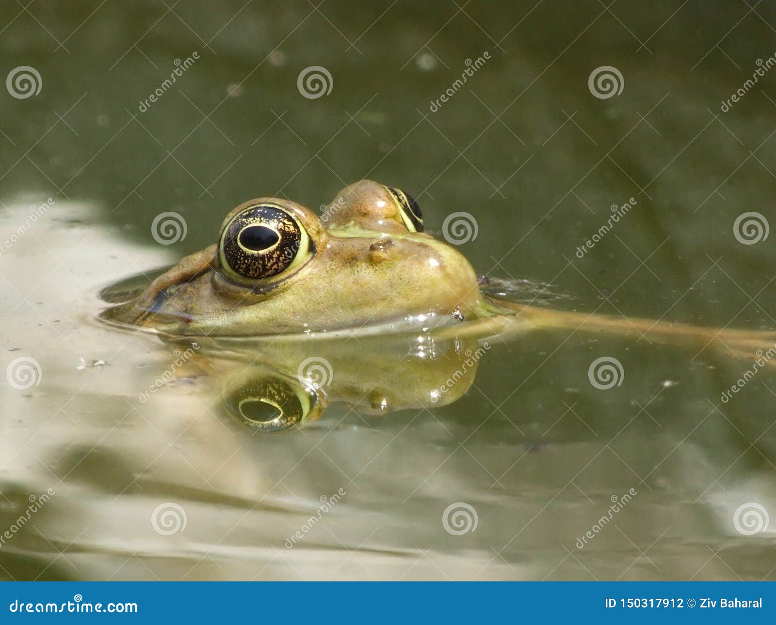 A Toad with Head Above the Water Surface Stock Photo - Image of water ...