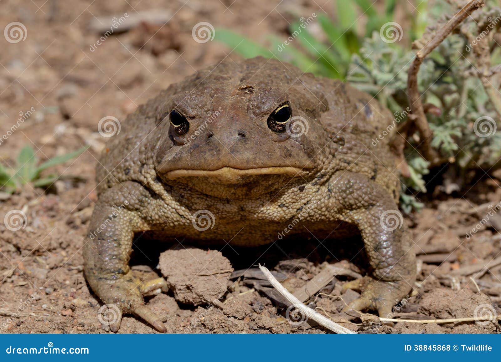 Toad Head on stock photo. Image of wild, animal, wildlife - 38845868