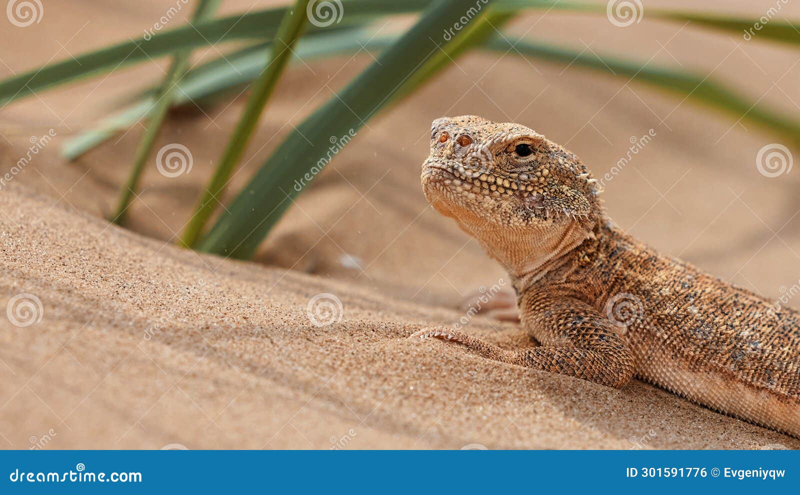 Toad-headed Agama, Phrynocephalus Mystaceus. Calm Desert Roundhead ...