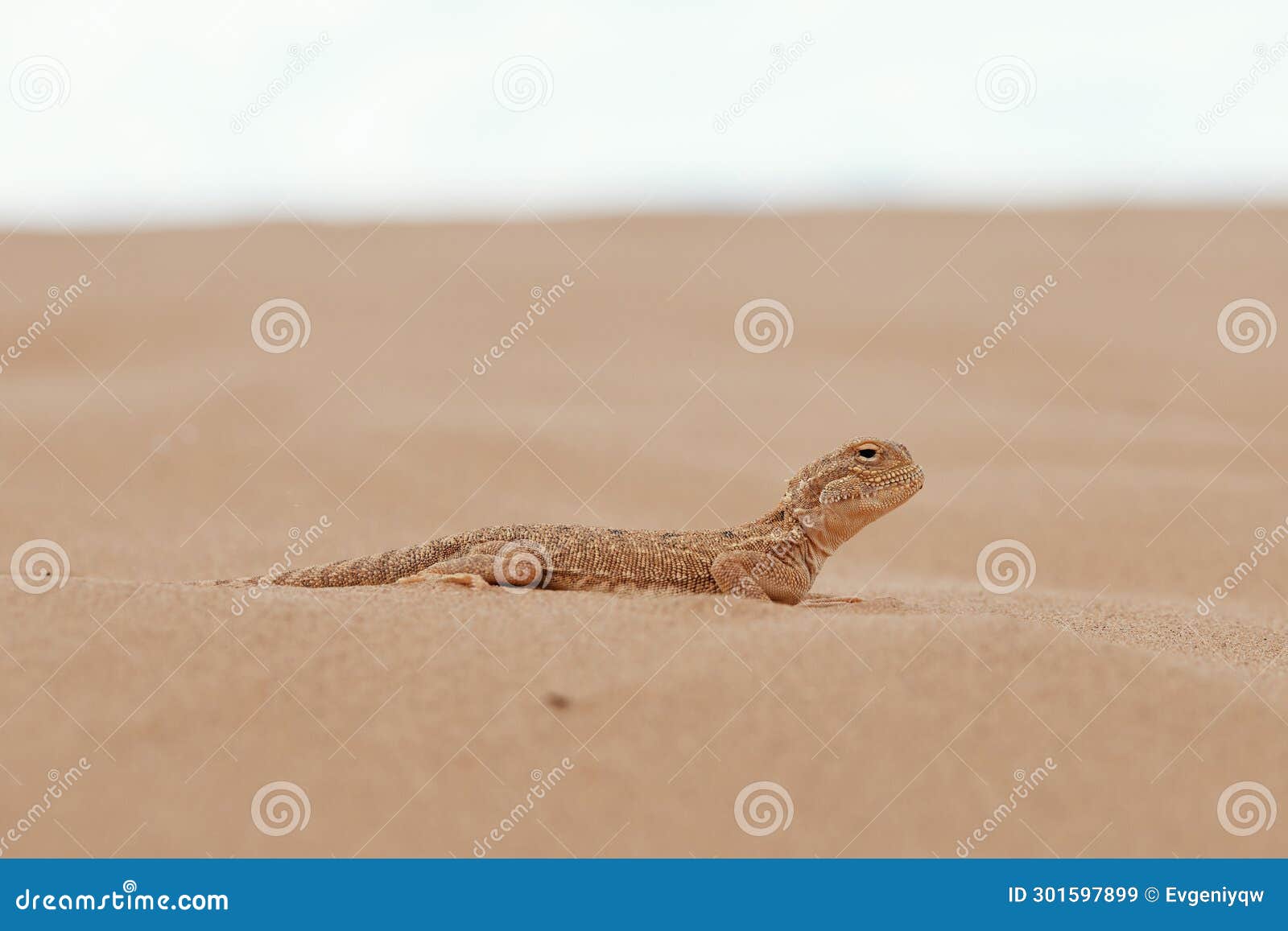 Toad-headed Agama, Phrynocephalus Mystaceus. Calm Desert Roundhead ...