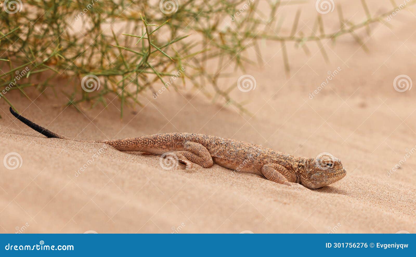 Toad-headed Agama, Phrynocephalus Mystaceus. Calm Desert Roundhead ...