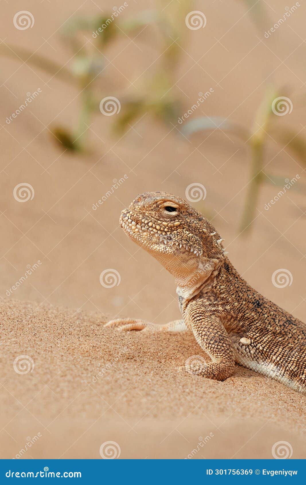 Toad-headed Agama, Phrynocephalus Mystaceus. Calm Desert Roundhead ...