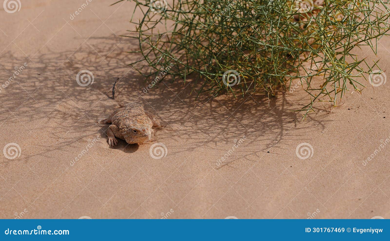Toad-headed Agama, Phrynocephalus Mystaceus. Calm Desert Roundhead ...