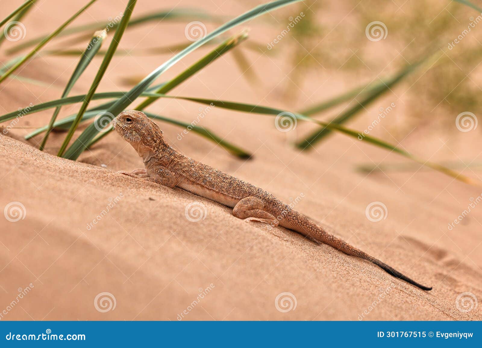 Toad-headed Agama, Phrynocephalus Mystaceus. Calm Desert Roundhead ...