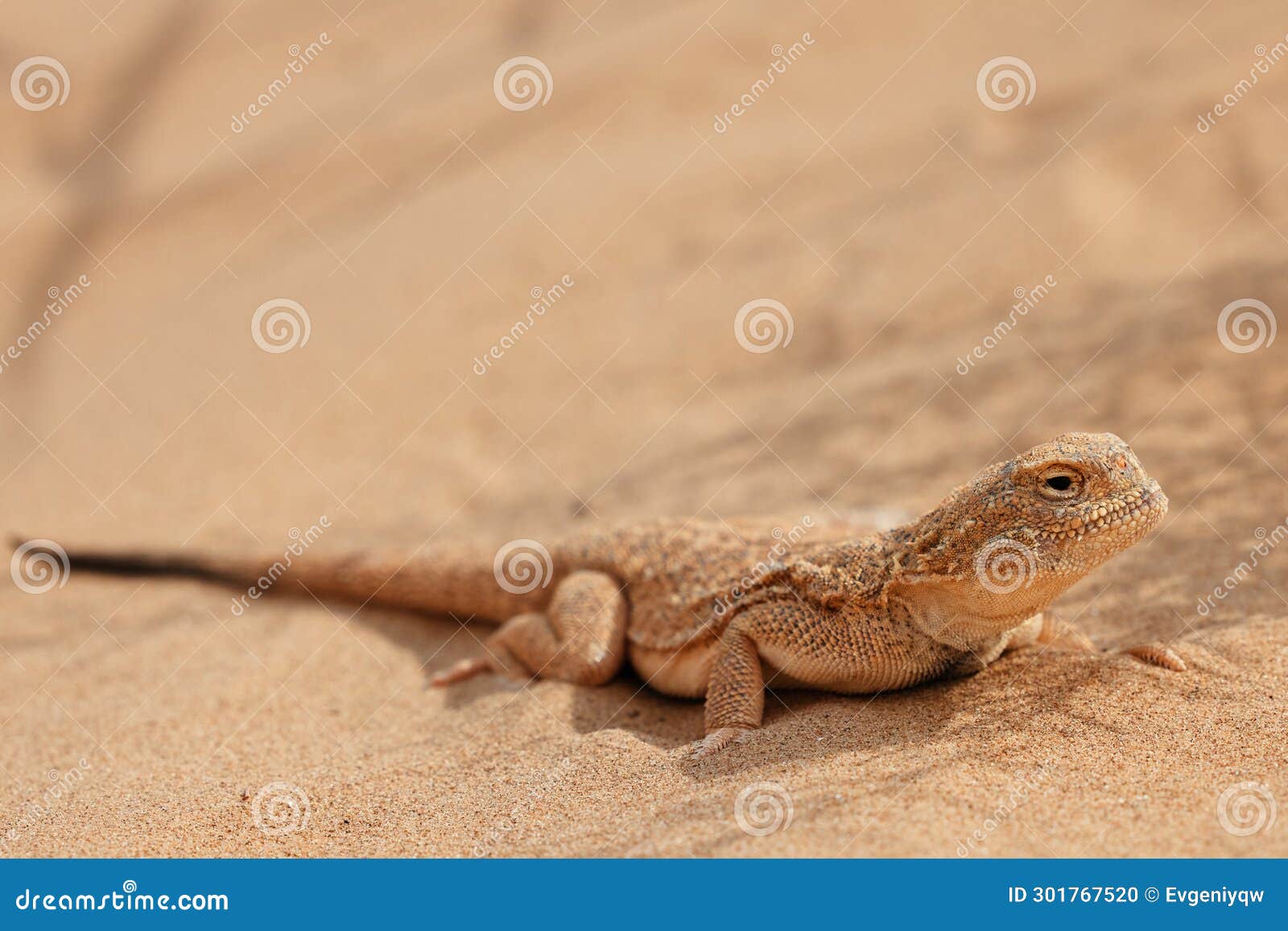 Toad-headed Agama, Phrynocephalus Mystaceus. Calm Desert Roundhead ...
