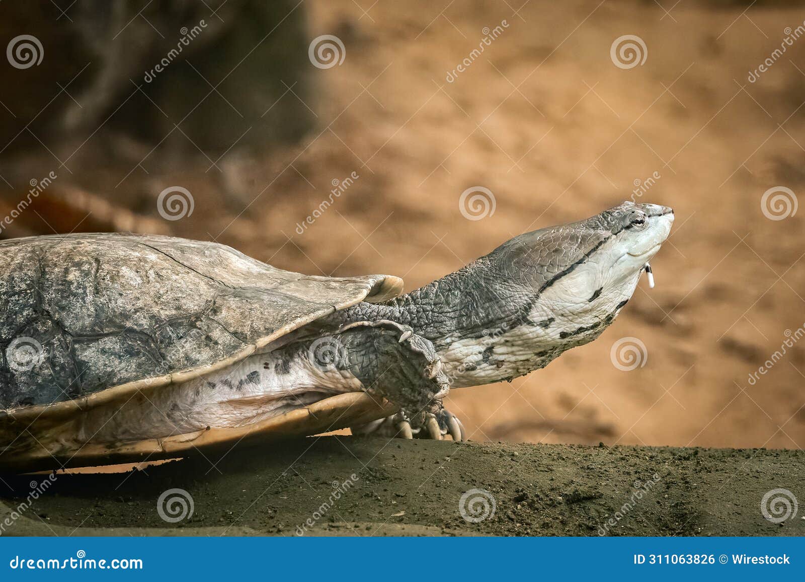Toad-headed Turtle (Phrynops Geoffroanus) Resting on the Group Stock ...
