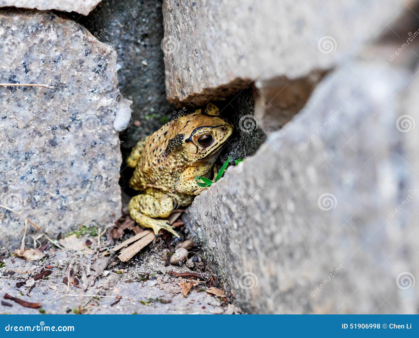 The toad hibernate stock photo. Image of hibernate, breeding - 51906998