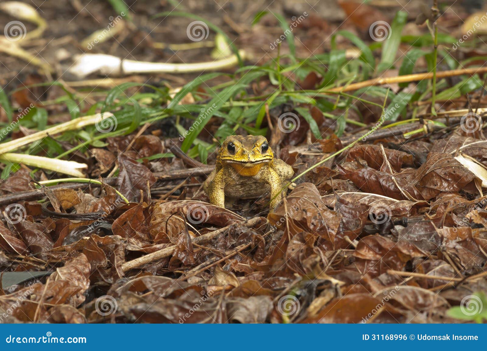 Toad Hidden in Brown Color Leaves Stock Photo - Image of horizontal ...