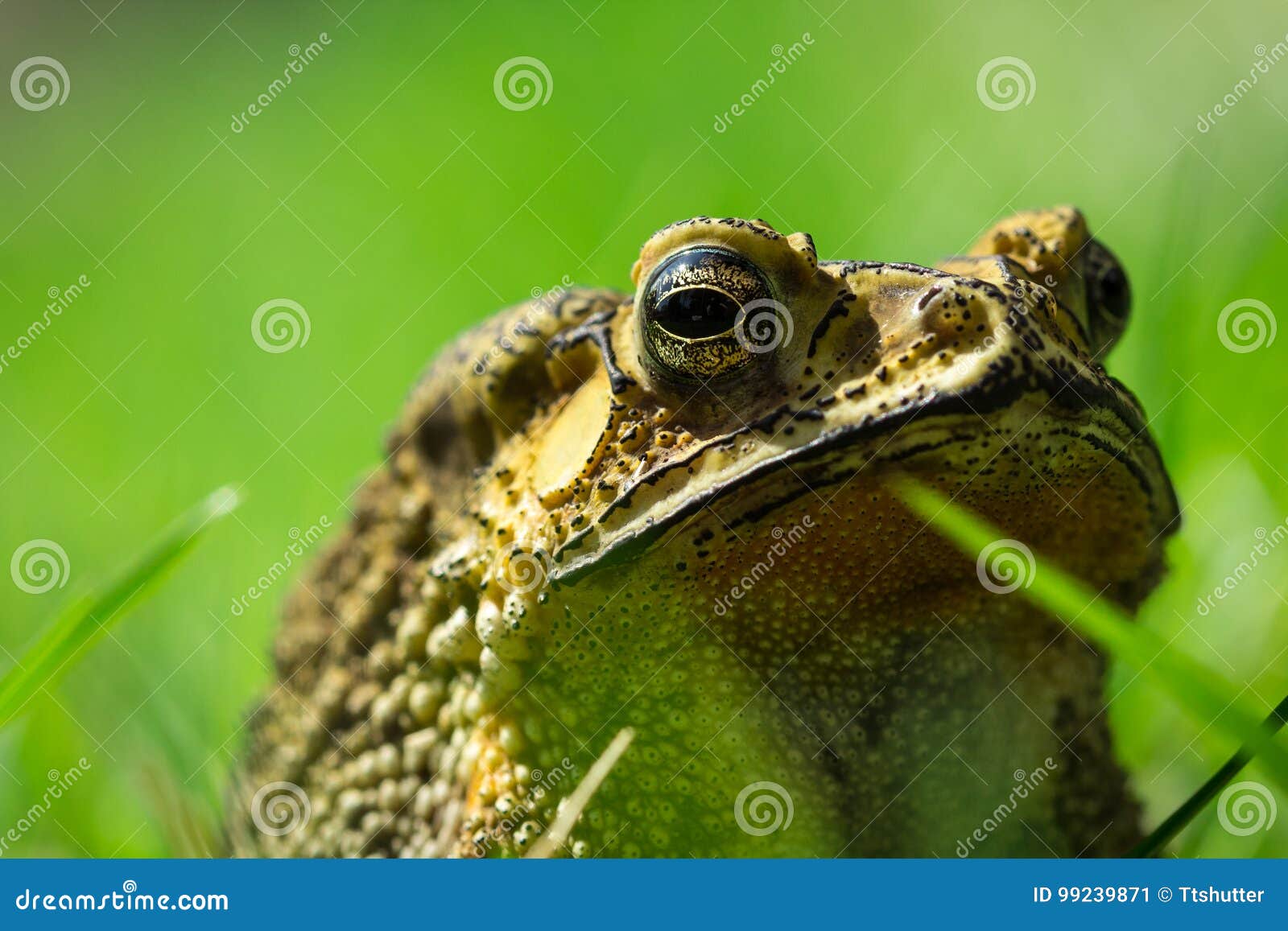 Toad. stock image. Image of environment, little, amphibian - 99239871