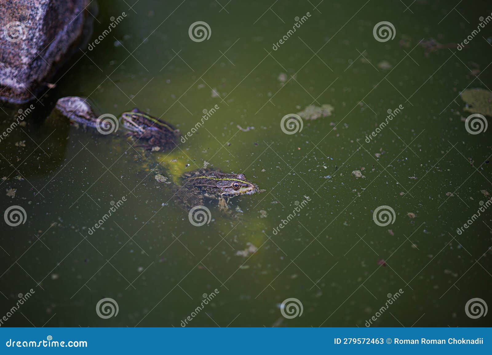 Toad Hiding in a Green Swamp Stock Image - Image of summer, water ...
