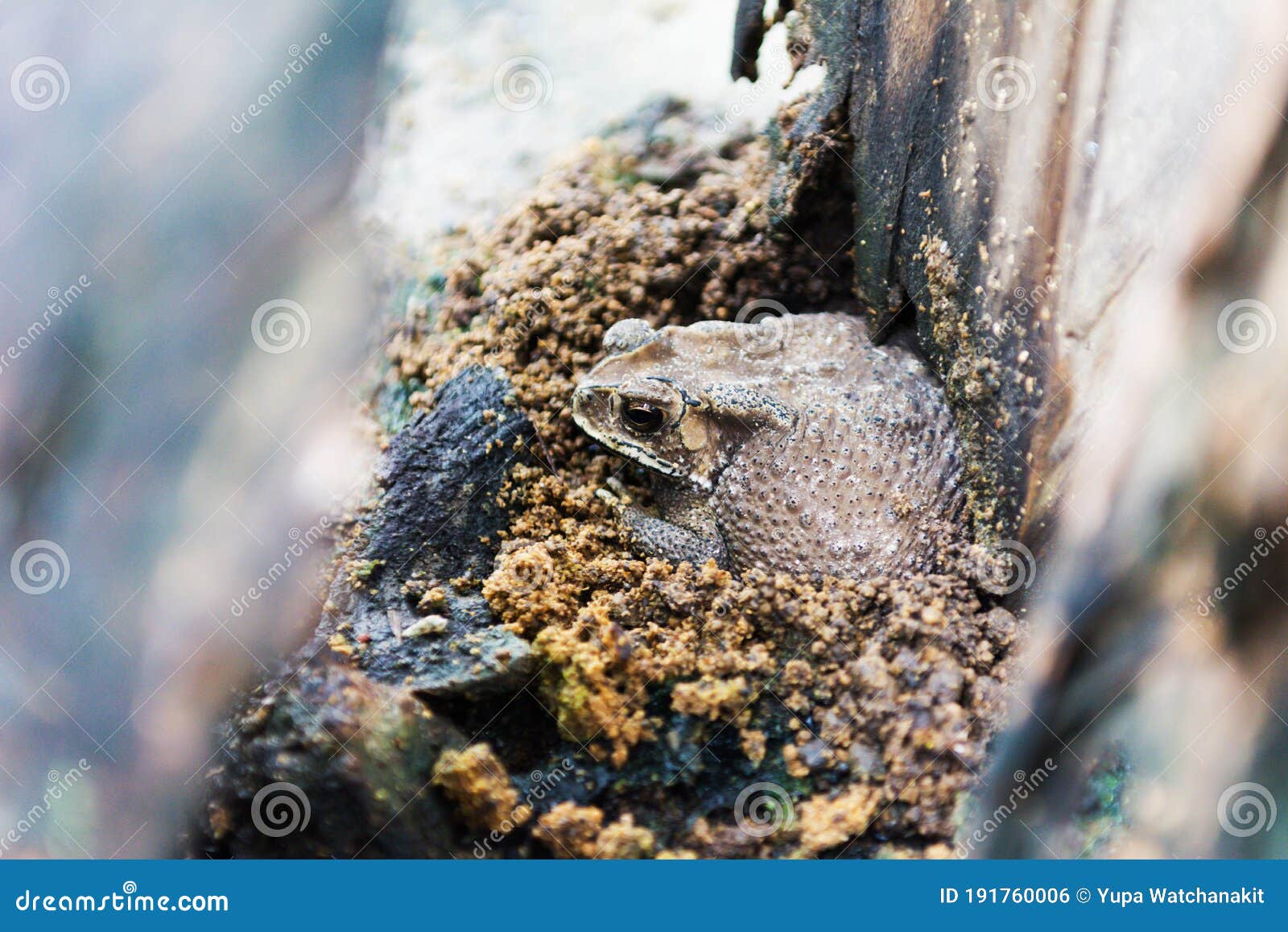 Toad hiding on ground stock photo. Image of biology - 191760006