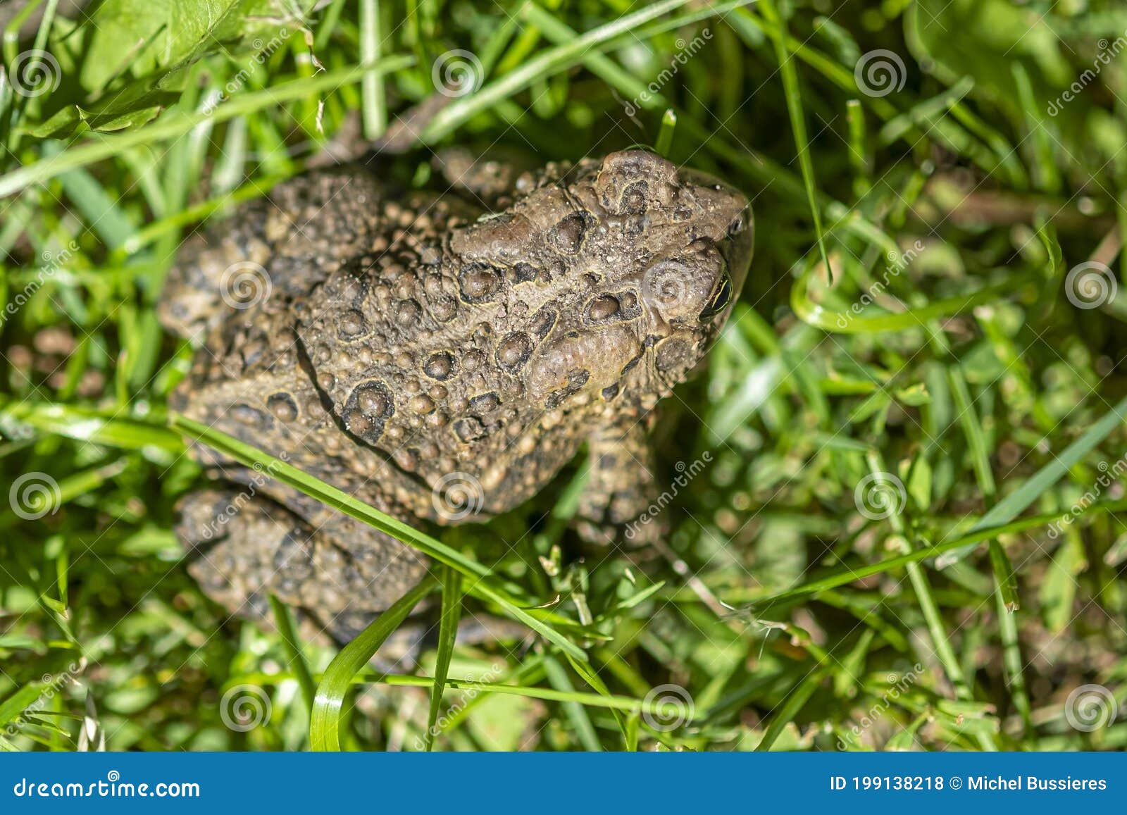 Toad Hiding in Natural Grass at Ground Level Stock Photo - Image of ...