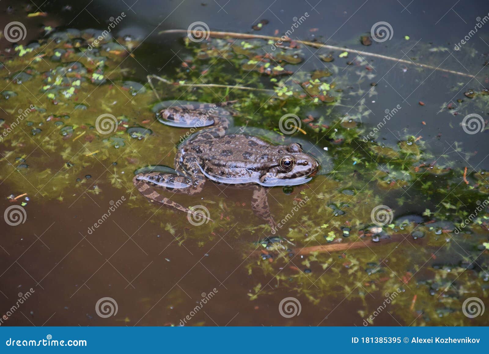 Toad in a home pond stock image. Image of ponds, home - 181385395