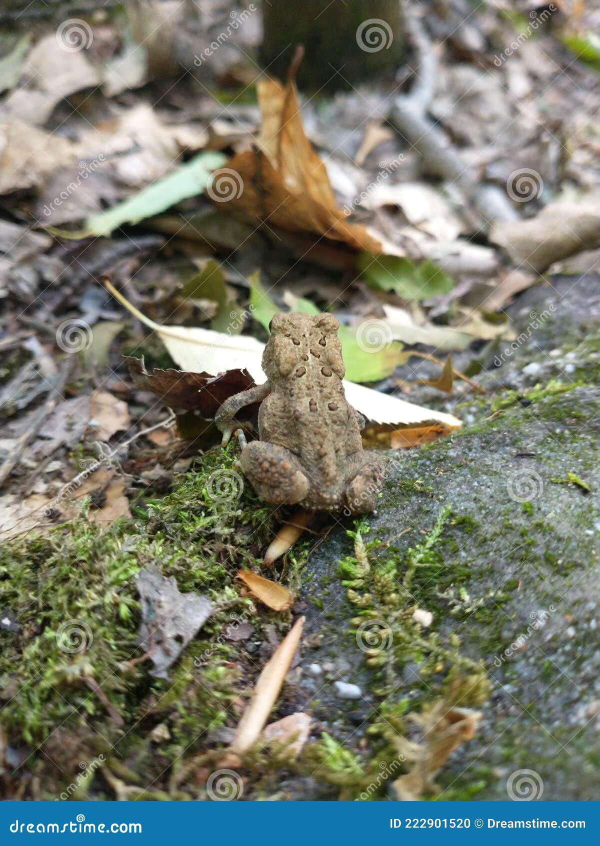 Toad hopping along stock photo. Image of animal, state - 222901520
