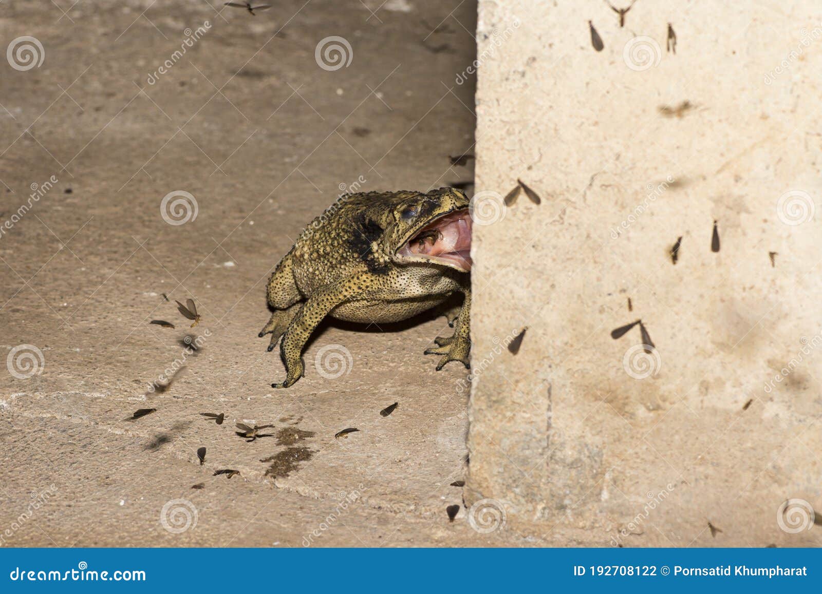 Toad Hunt for prey Mayfly stock photo. Image of agkistrodon - 192708122